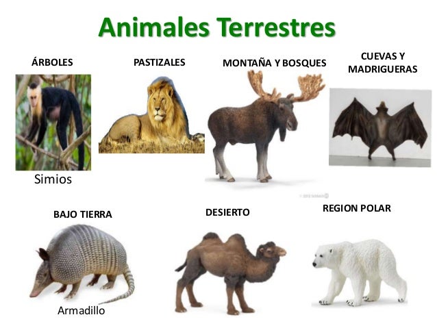 Dónde viven los animales Juan Jose
