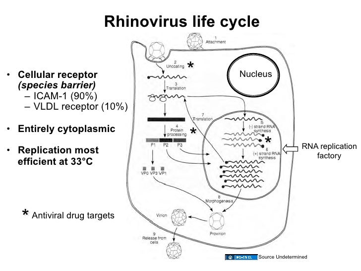 04.13.09: Respiratory Viruses