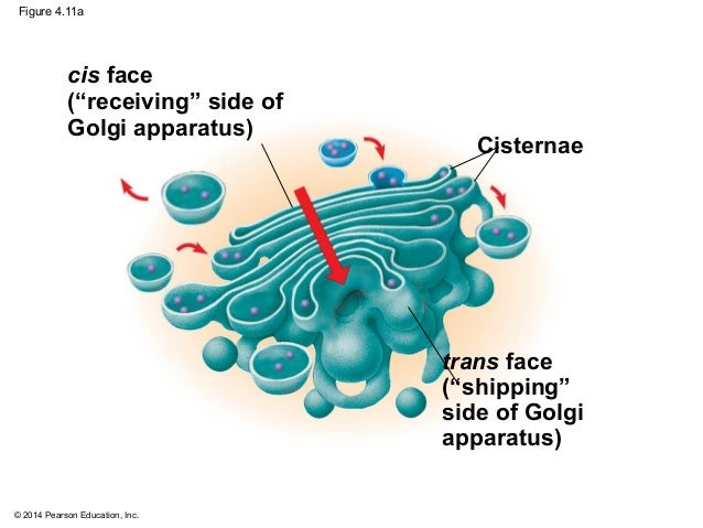 Biology in Focus Chapter 4