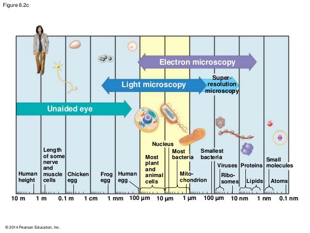 AP Biology-Ch.6 A Tour of the Cell