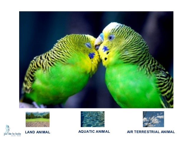 WHERE DO ANIMALS LIVE?