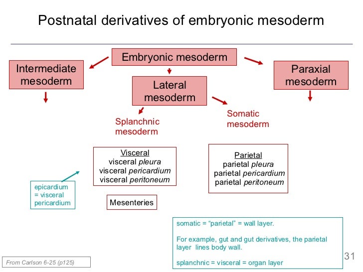 Mesoderm I