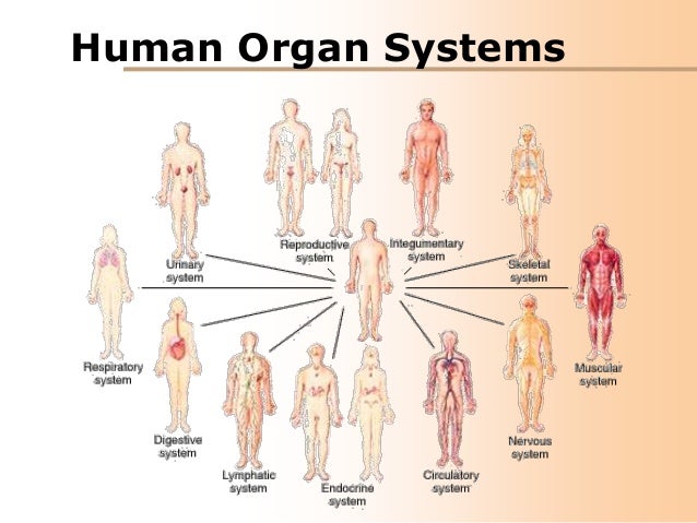 08 Human Organ Systems 08 Human Organ Systems
