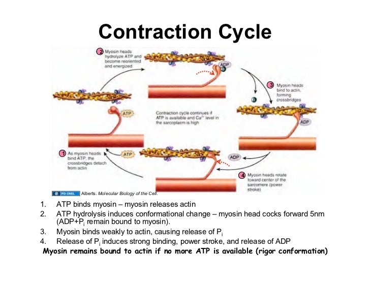 Diagram Of Actin And Myosin In Muscle Cell