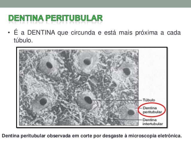 histologia dentina (pdf)