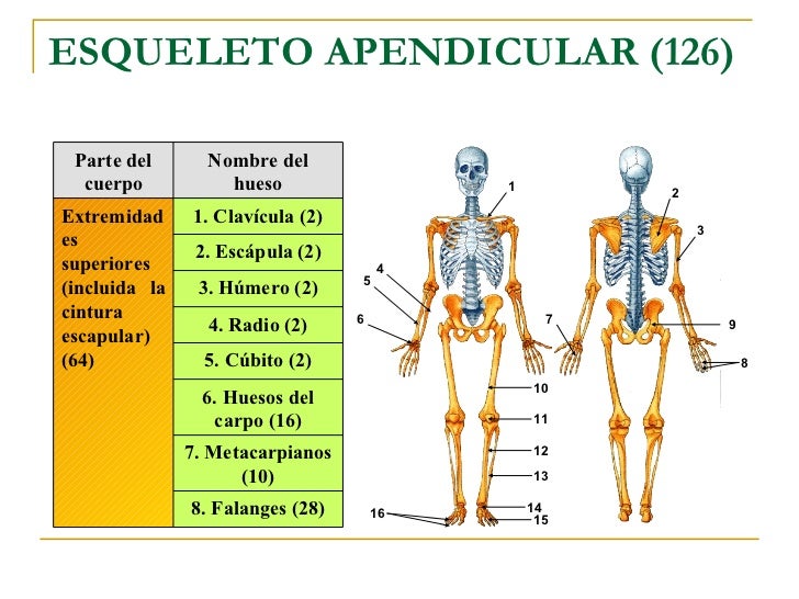 ESQUELETO APENDICULAR