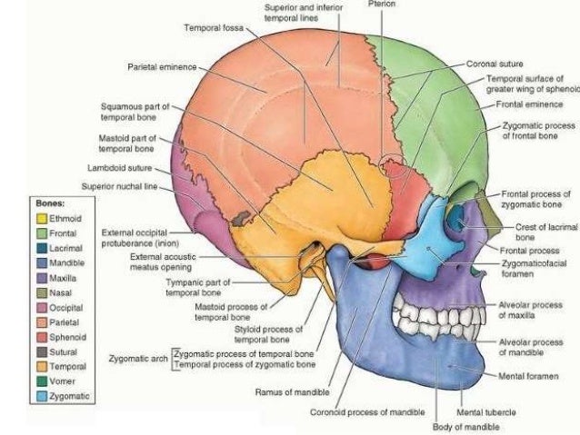 1 osteology of the skull (cranium)