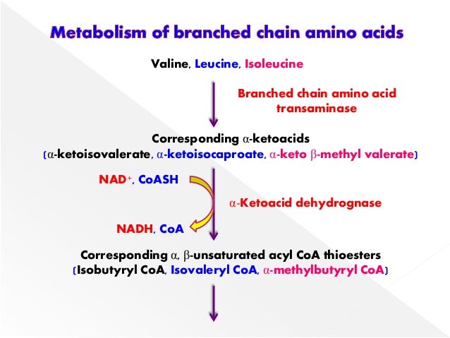 BRANCHED CHAIN AMINO ACID METABOLISM