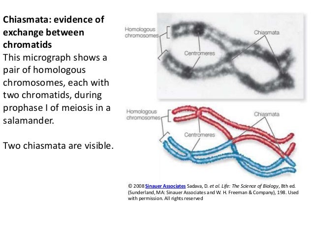 IB Biology AHL 10.1: Meiosis