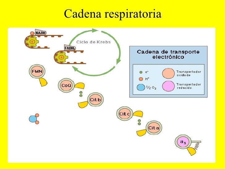10 cadena respiratoria