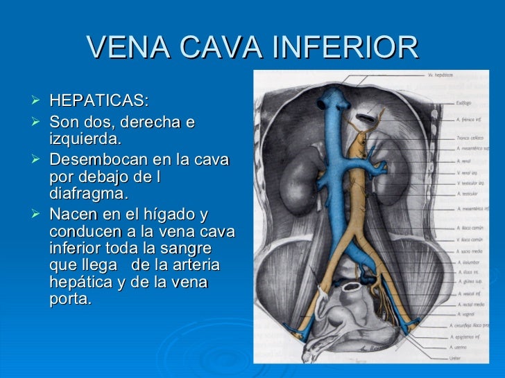 11. Vena Cava Inferior