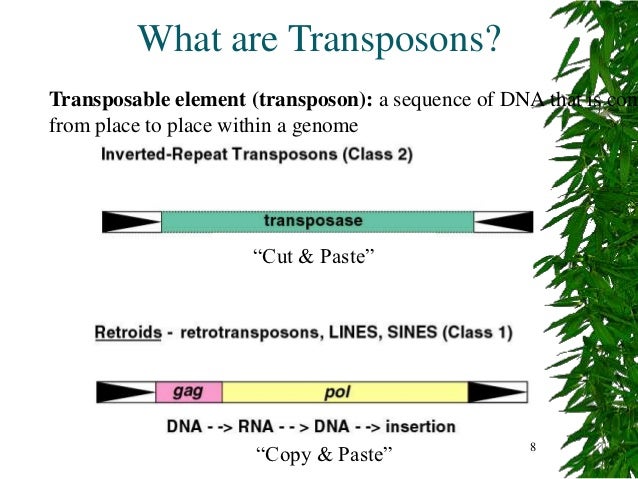 transposons complete ppt