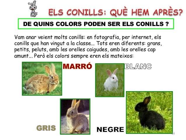 Els conills per pintar - Imagui