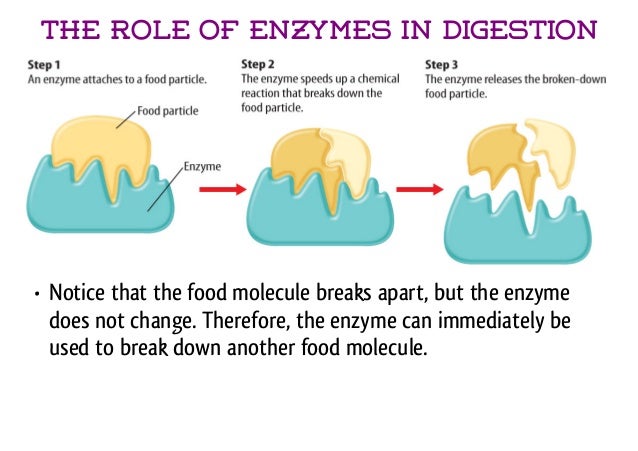 Digestive System