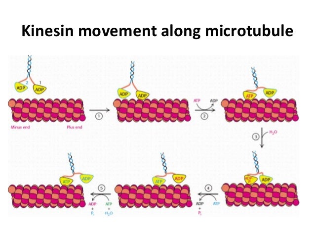 dyneins and kinesins