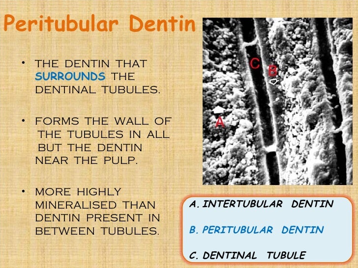 Peritubular Definition