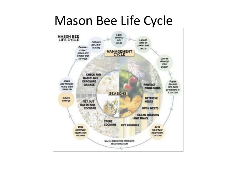2003 Oklahomas Mason Bee Ranch Presentation Pps