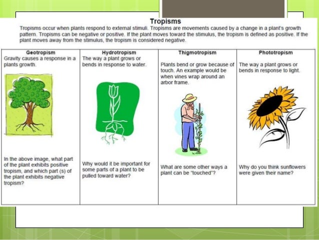 Plant and Animal Responses to the Environment