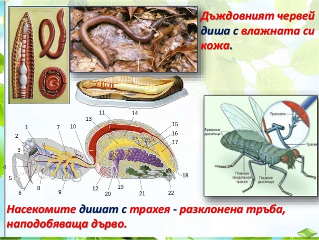 21 Дишане на животните и растенията ЧП 4 клас Булвест