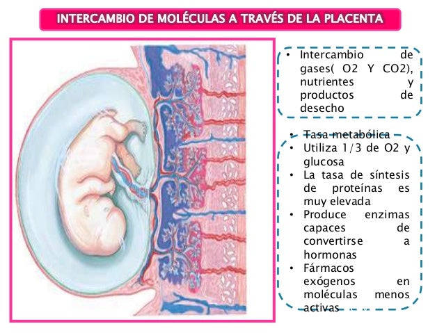 22 Placenta