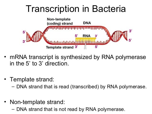 27 28 105 Fa13 Transcription And Translation Skel 27 28 105 Fa13 Transcription And Translation Skel