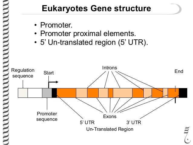 281 lec14 eukaryptic_transcription