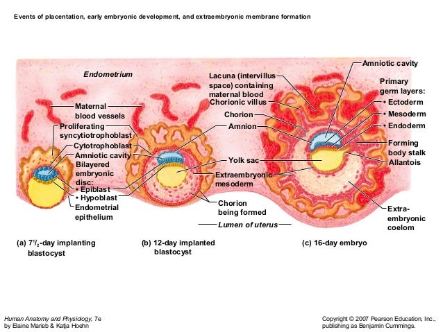 2a embryonic development