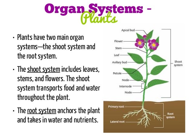 Levels of Organization (cell to organism)