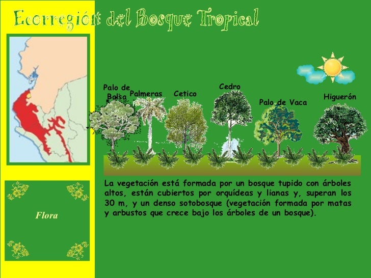 Bosque Tropical Del PacíFico