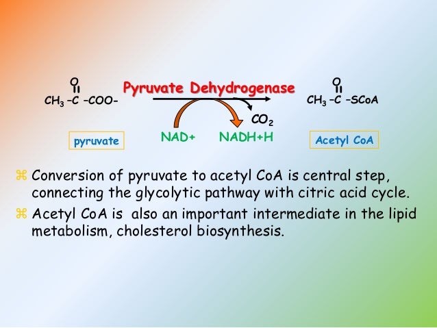 Convertion Of Pyruvate To Acetyl Coa