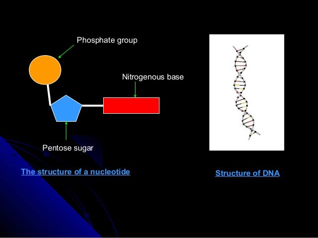 DNA Replication Project-AP BIOLOGY at emaze Presentation