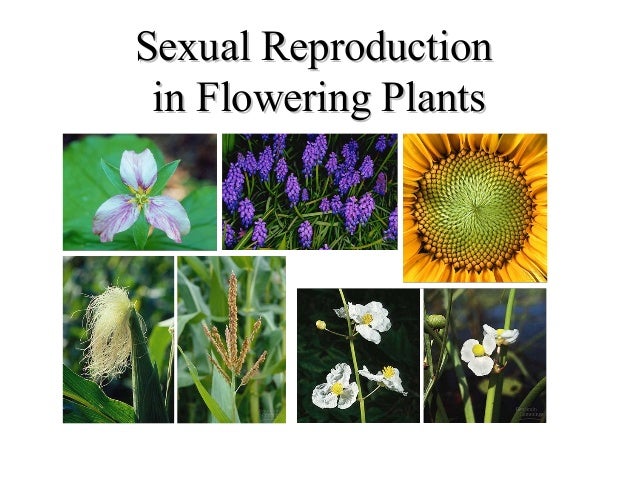 Biology Form 5 Chapter 4 4 5 Reproduction In Flowering Plants biology-form-5-chapter-4-4-5-reproduction-in-flowering-plants