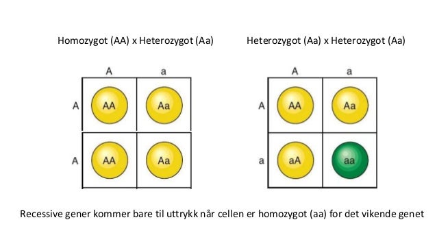 4 celledeling og krysninger, Kap 1 i Tellus 10, Aschehoug
