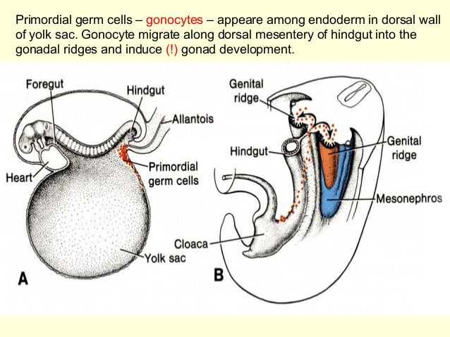 4 Reproductive System