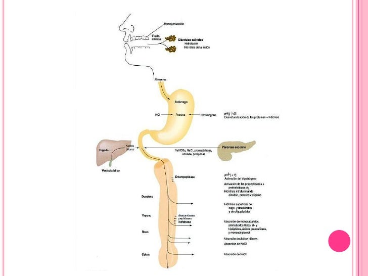 digestion y absorcion de alimento_ppt
