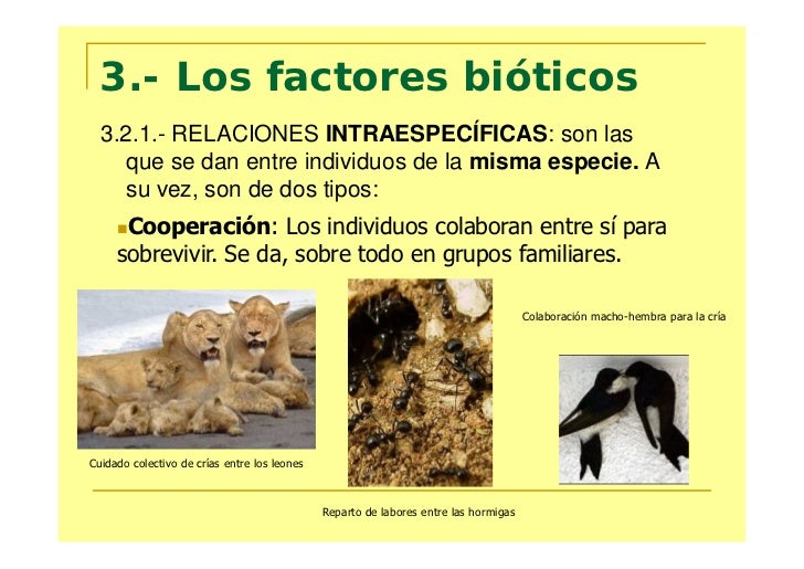 Que Son Los Factores Biticos Tipos Ejemplos