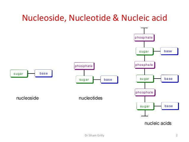 5 nucleotides and nucleic acids lecture
