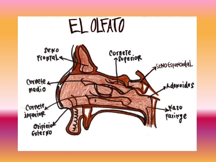 Los cinco sentidos del cuerpo humano - Imagui