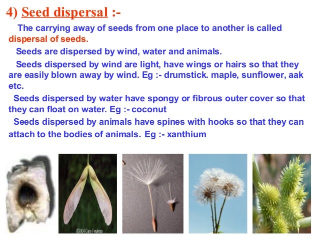 7. 12. Reproduction in plants - Part 1