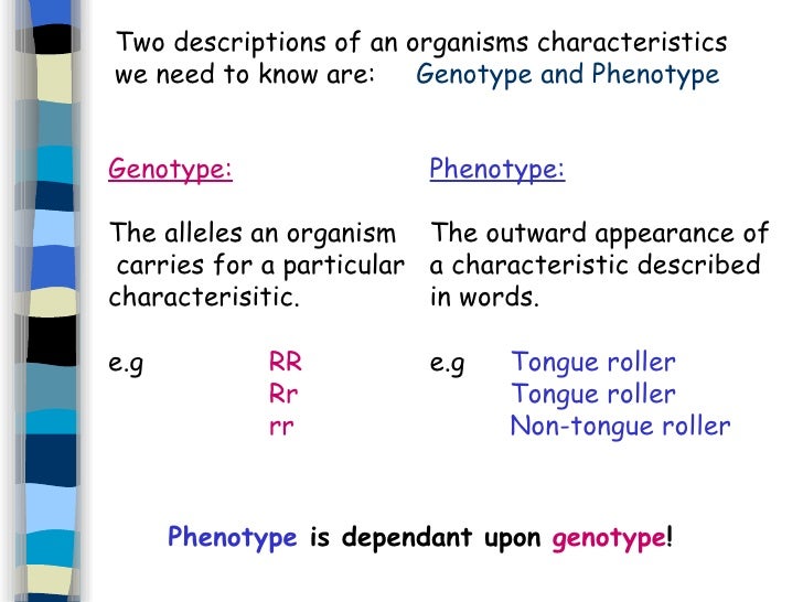 Genotypes And Phenotypes