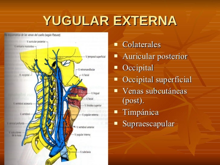 7. Vena Yugular Externa