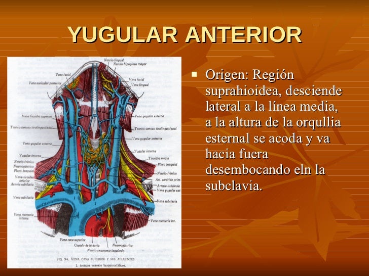 7. Vena Yugular Externa