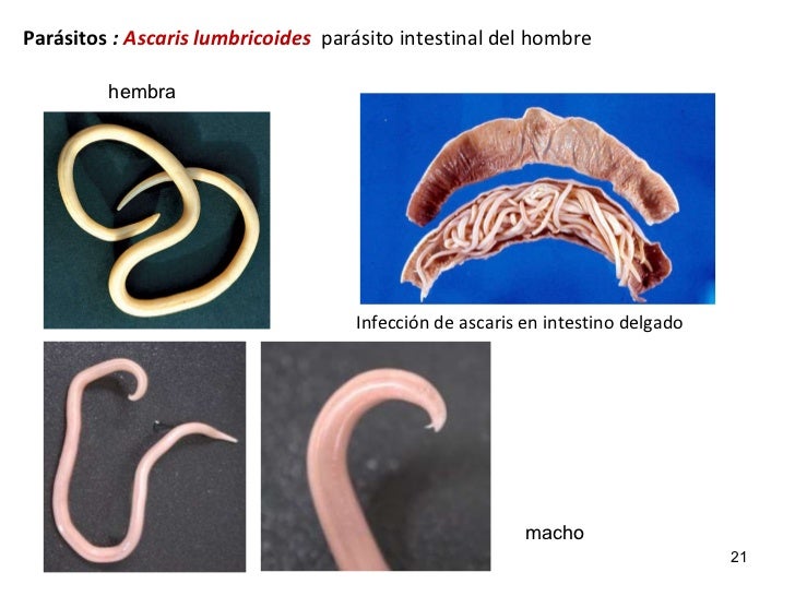 clase nematodos