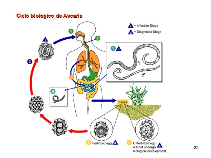 clase nematodos