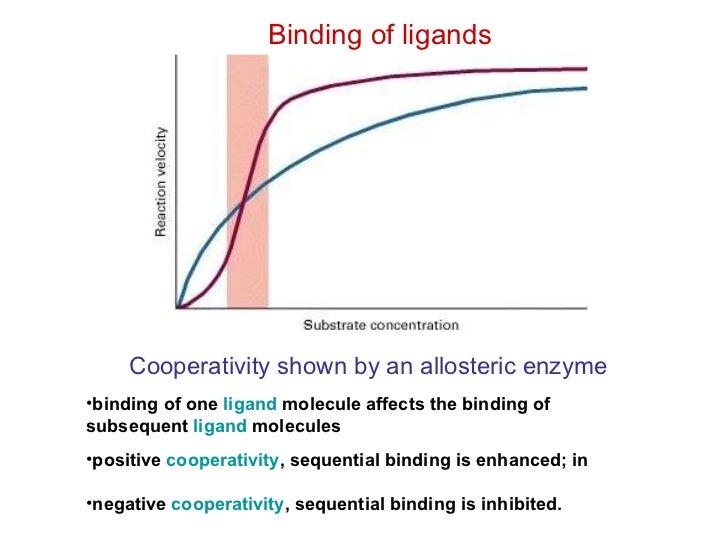 Enzyme Regulation