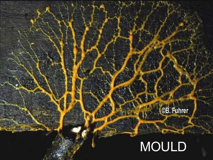 Plants That Reproduce By Spores