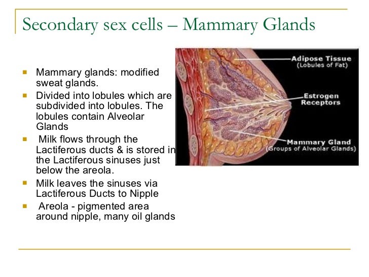 Notes Female Reproductive System