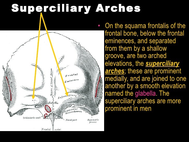 The Head - Human Anatomy