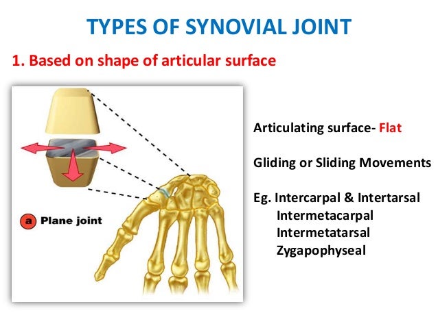 Intertarsal Joint Type Foot Anatomy | OrthoFixar 2025
