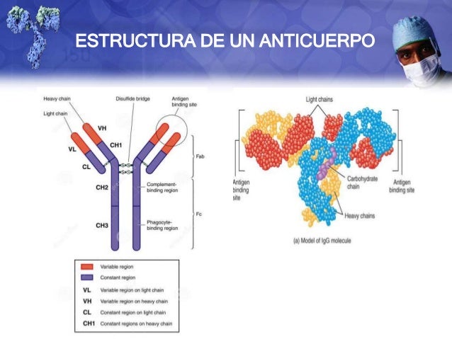Anticuerpos Monoclonales